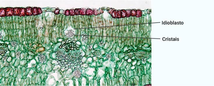 Citologia e Histologia Vegetal