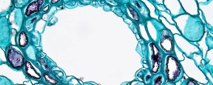 Citologia e Histologia Vegetal