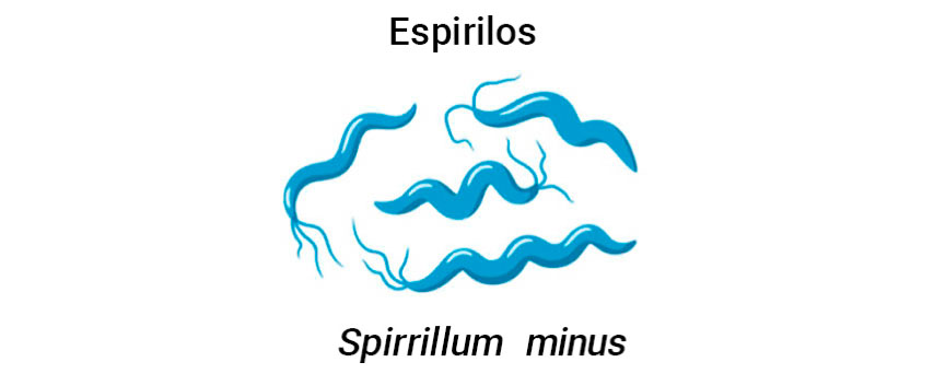 Fase pré-analítica dos exames microbiológicos