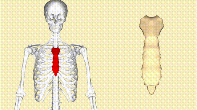 ANATOMIA RADIOLÓGICA DO TÓRAX