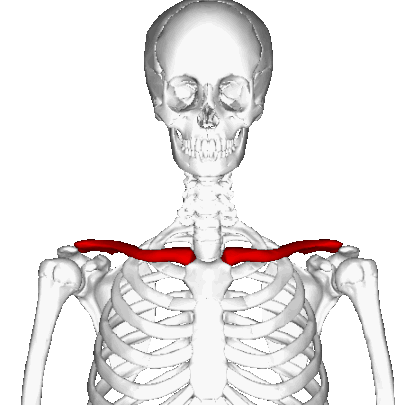 ANATOMIA RADIOLÓGICA DO TÓRAX