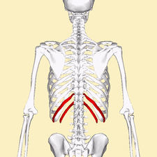 ANATOMIA RADIOLÓGICA DO TÓRAX