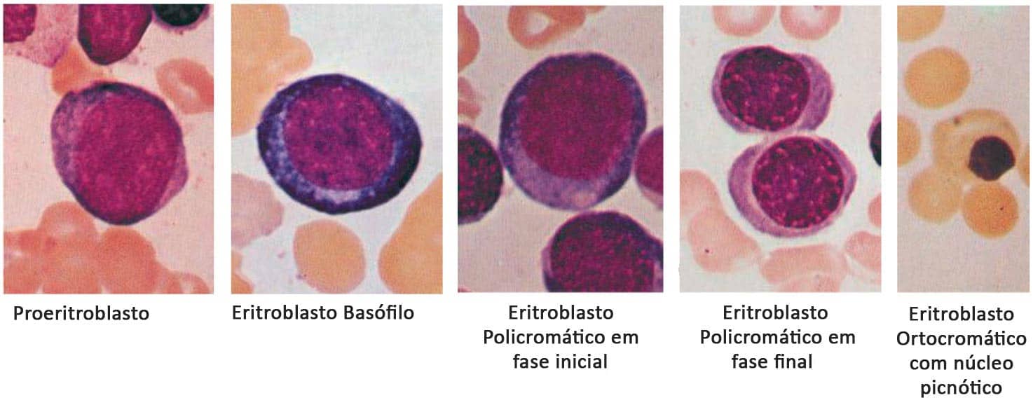 Introdução à Hematologia