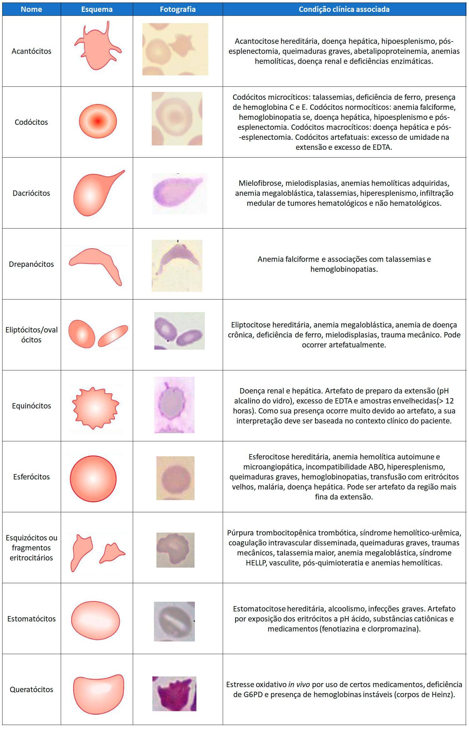 Introdução à Hematologia