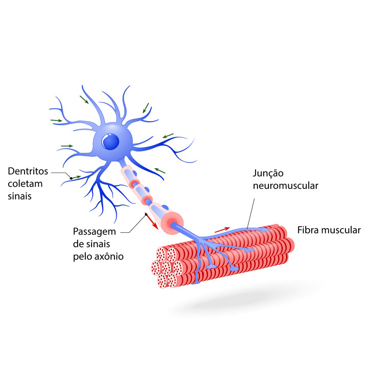 Introdução ao estudo da neuroanatomofisiologia