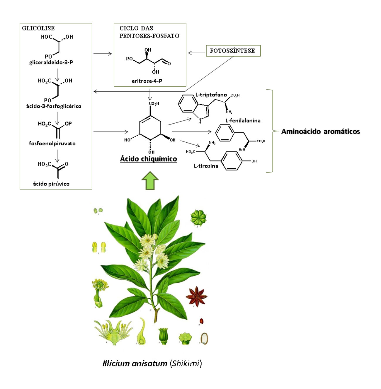 Metabolismo secundário vegetal