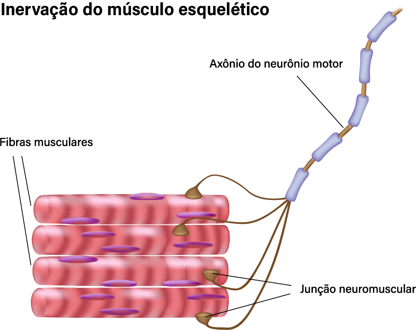 O estudo da Cinesiologia e Biomecânica nos sistemas musculoarticulares ...