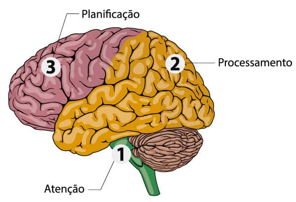 Organização do controle motor
