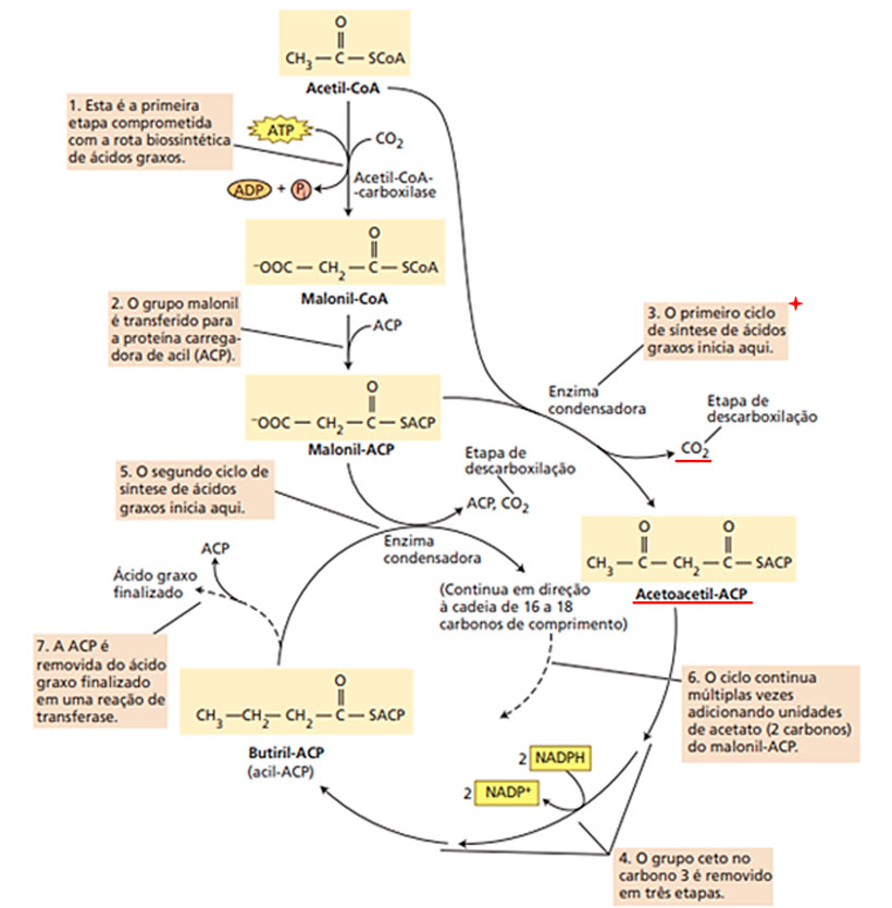 Perfil Químico e Biossíntese dos Policetídeos, Quinonas, Terpenos ...