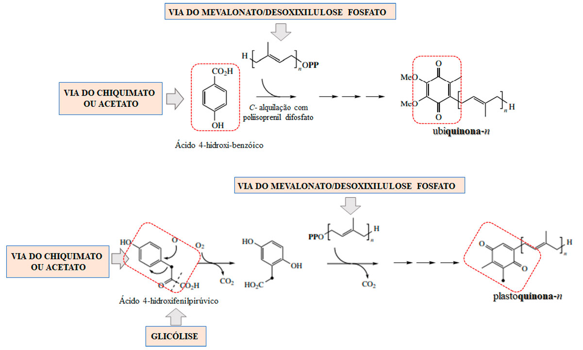 Perfil Químico e Biossíntese dos Policetídeos, Quinonas, Terpenos ...