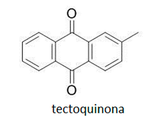 Perfil Químico e Biossíntese dos Policetídeos, Quinonas, Terpenos ...