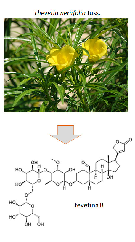Perfil Químico e Biossíntese dos Policetídeos, Quinonas, Terpenos ...