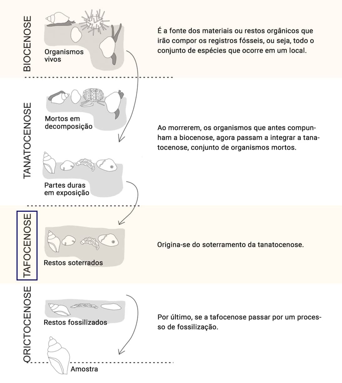 Princípios da Paleontologia