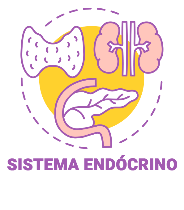 Sistema endócrino e as respostas agudas e crônicas ao exercício