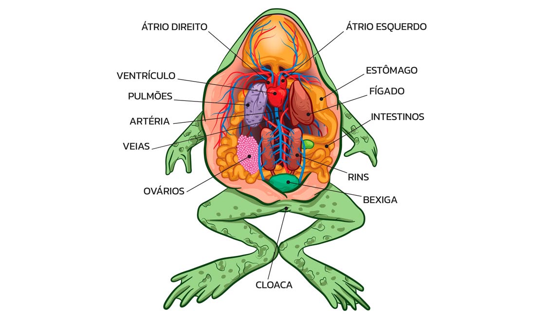 Criação comercial de anfíbios silvestres, nativos e exóticos