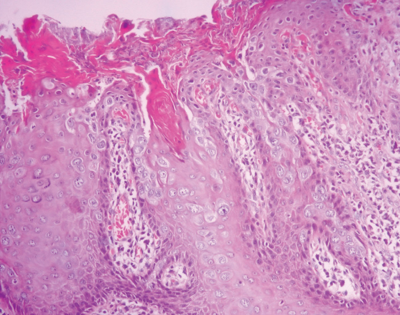 Macrofotografia, Microfotografia e Fotografia Morfométrica