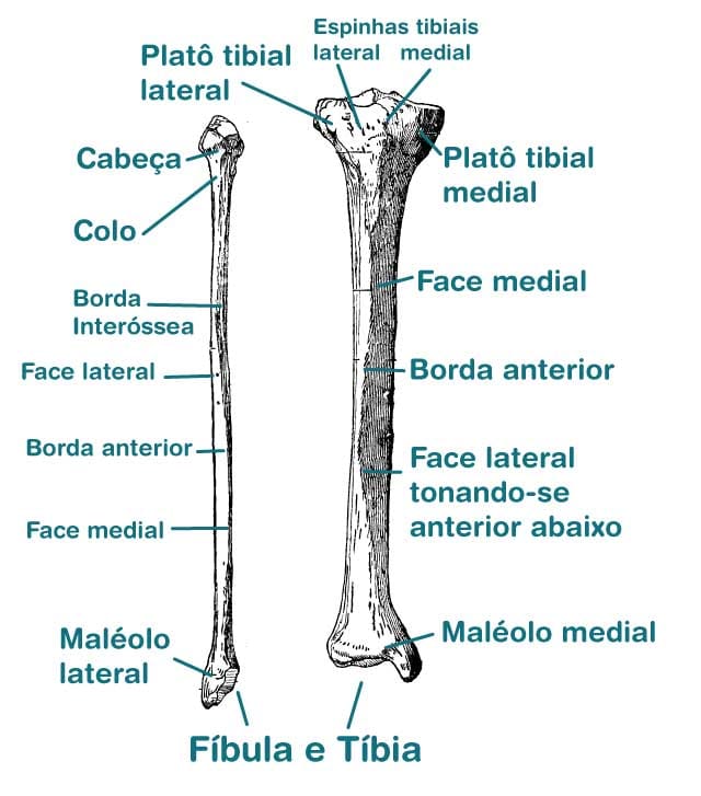 Anatomia Osteomioarticular dos Membros Inferiores