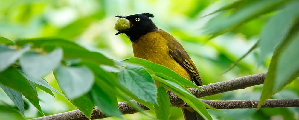 Angiospermas