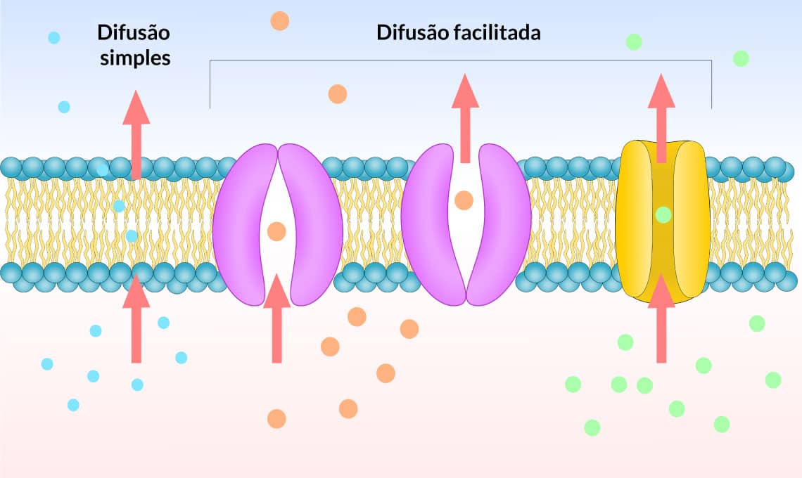 Biofísica das membranas excitáveis