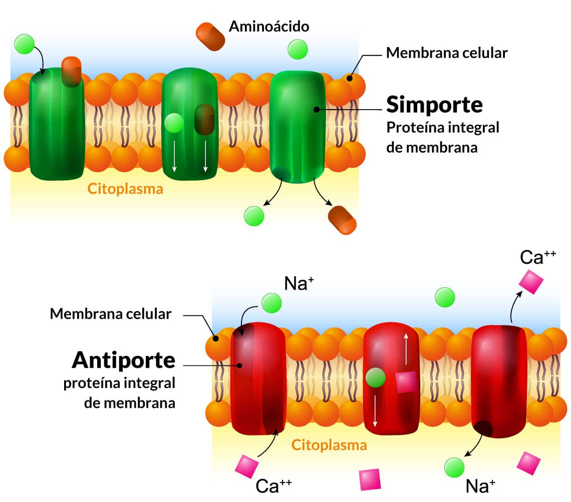 Biofísica das membranas excitáveis