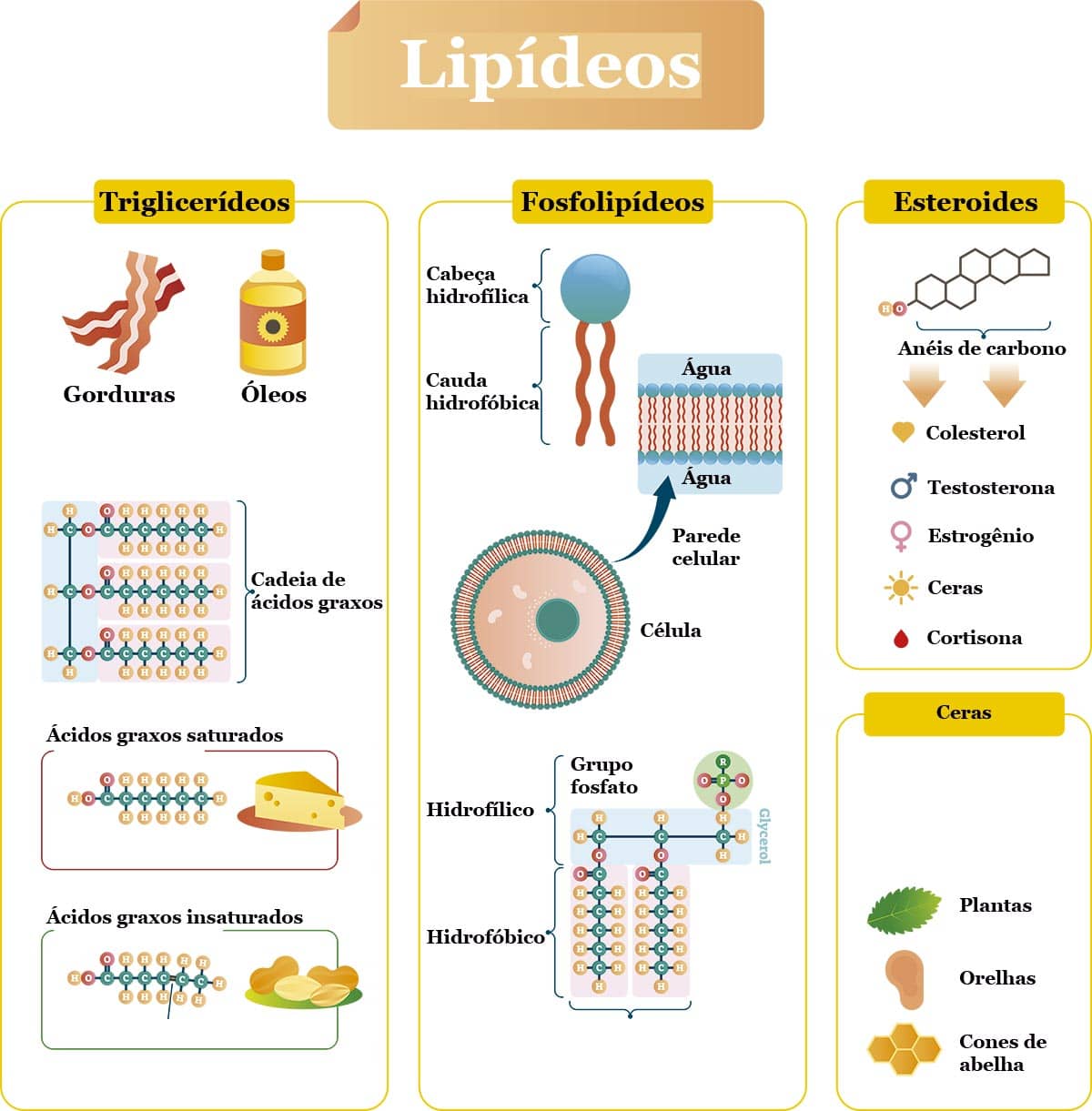 Bioquímica dos lipídeos, carboidratos, vitaminas e minerais