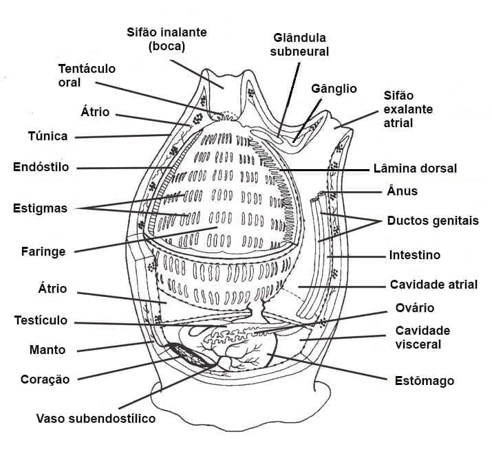 Filo Chordata