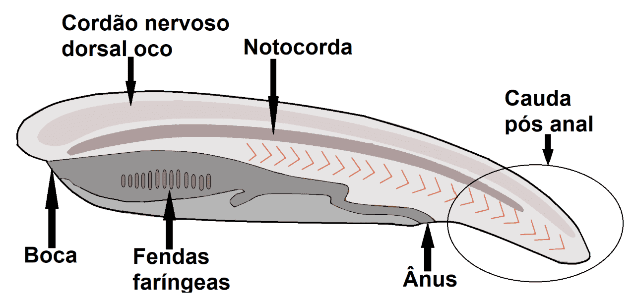 Filo Chordata