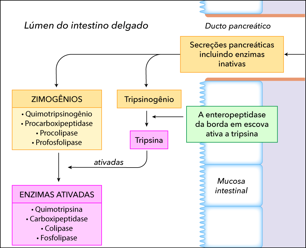 Fisiologia do sistema digestório