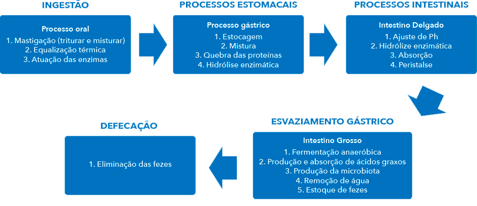 Fisiologia do sistema digestório