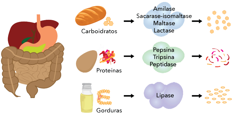 Fisiologia do sistema digestório