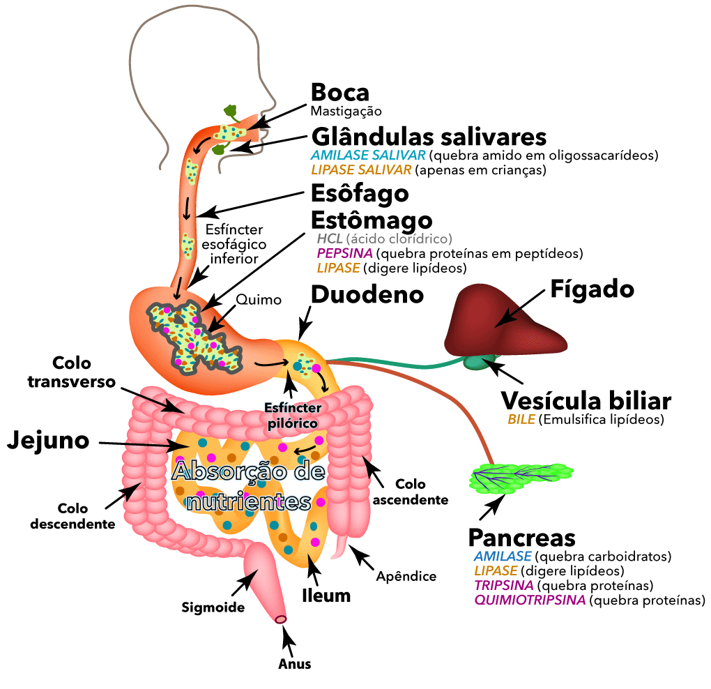 Fisiologia do sistema digestório