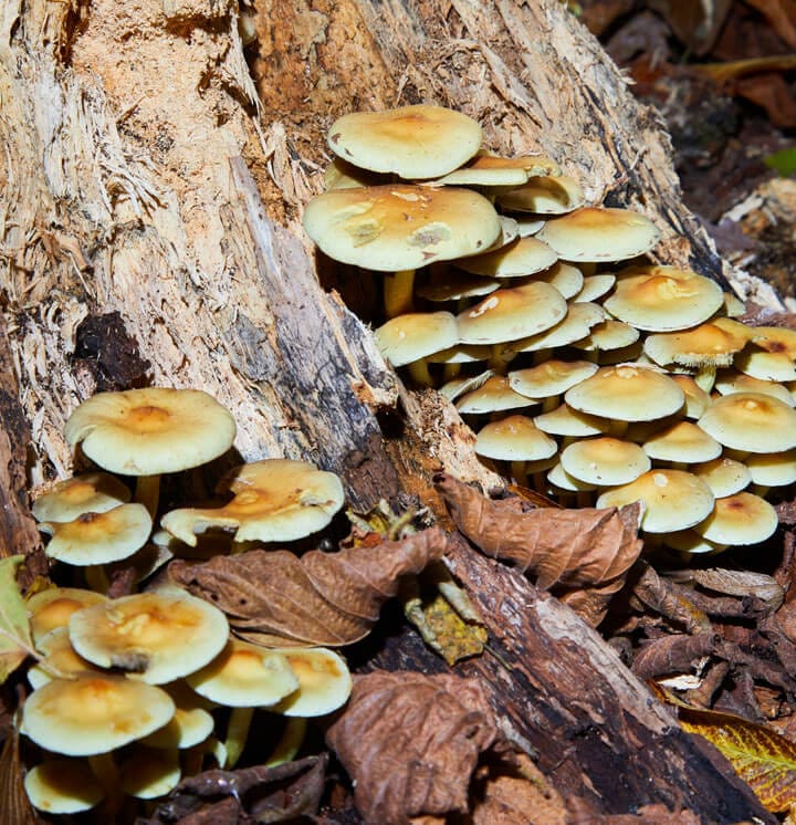 FUNGOS VENENOSOS E PATOGÊNICOS
