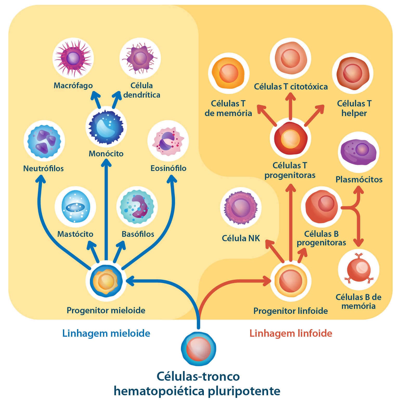 Introdução à Imunologia