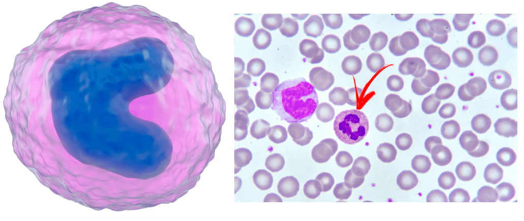 Introdução à Imunologia
