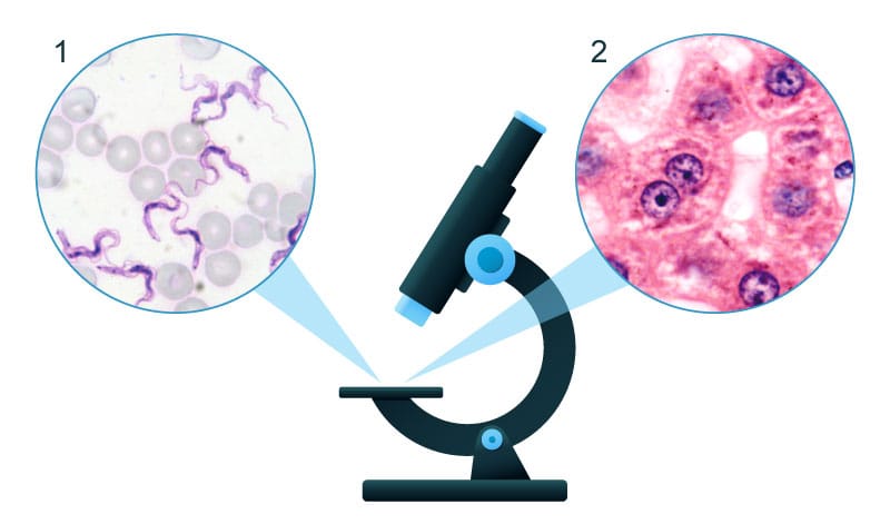 Microscopia de Luz