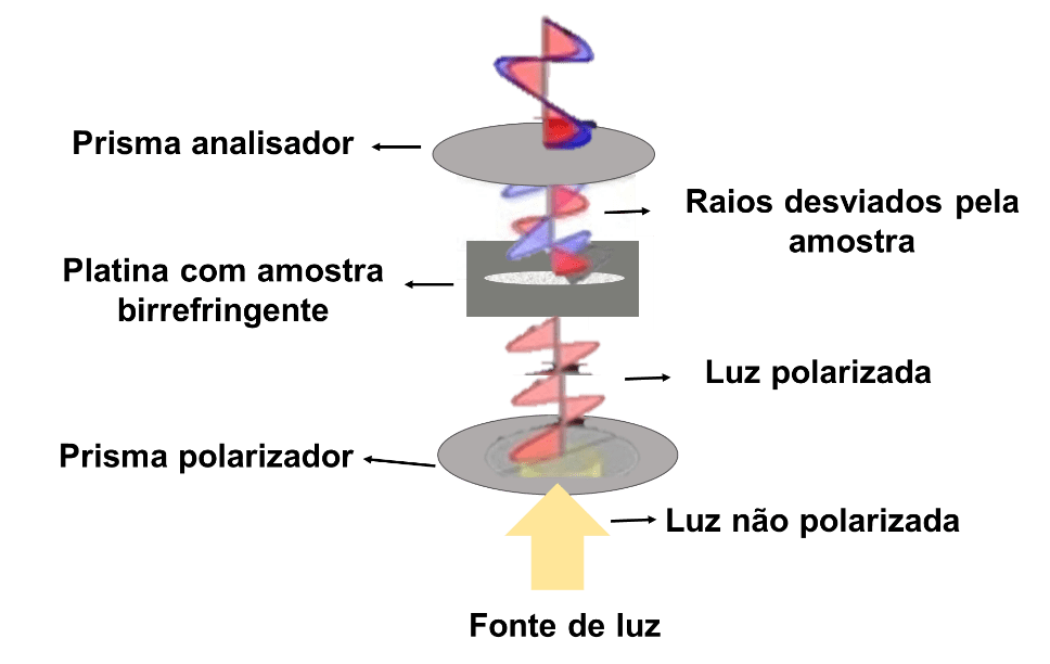 Microscopia de Luz