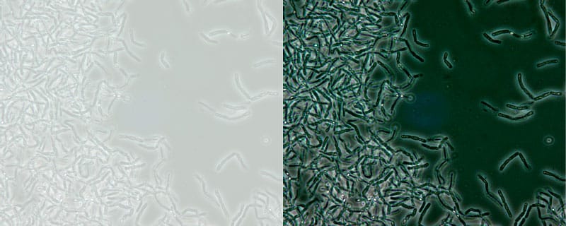 Microscopia de Luz