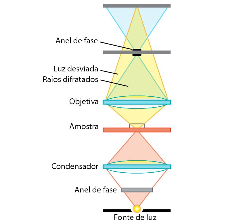 Microscopia de Luz