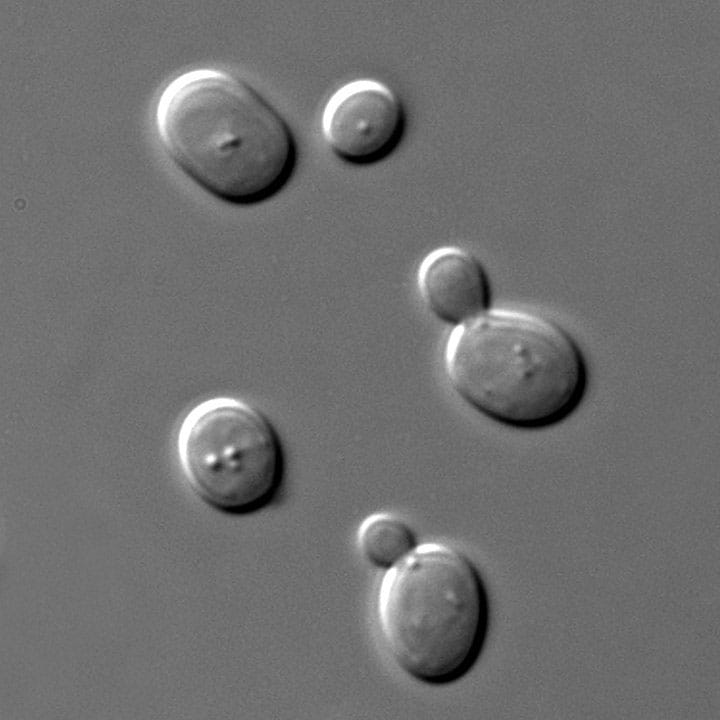 Microscopia de Luz