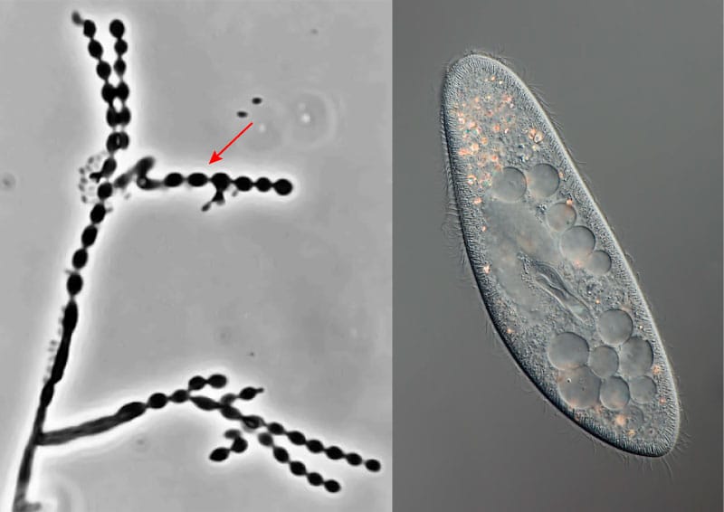 Microscopia de Luz