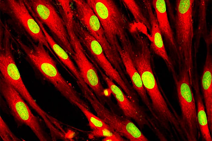 Microscopia de Luz