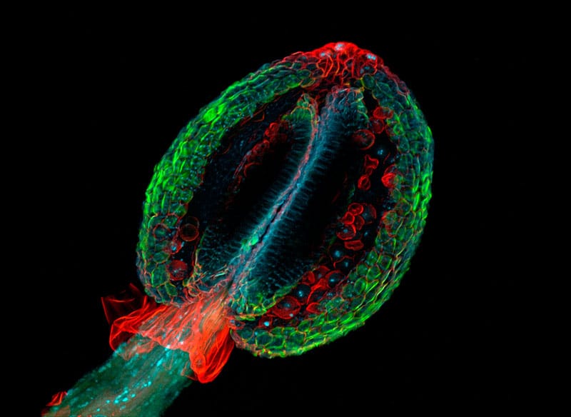 Microscopia de Luz