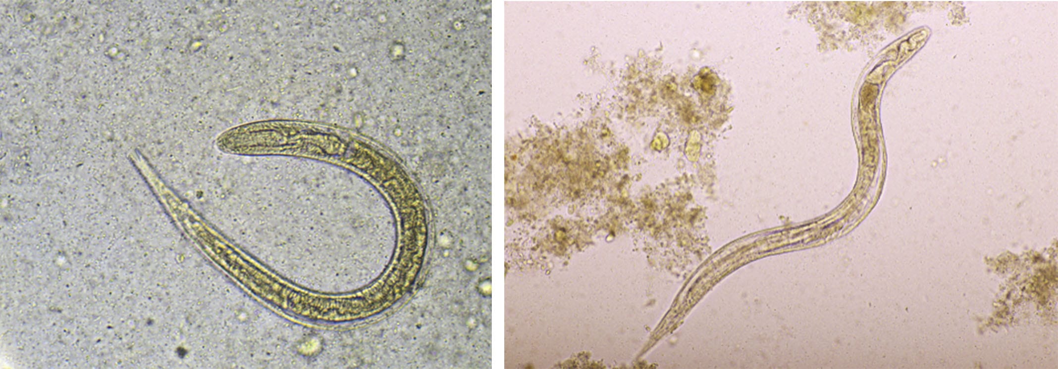 Nematelmintos de importância clínica