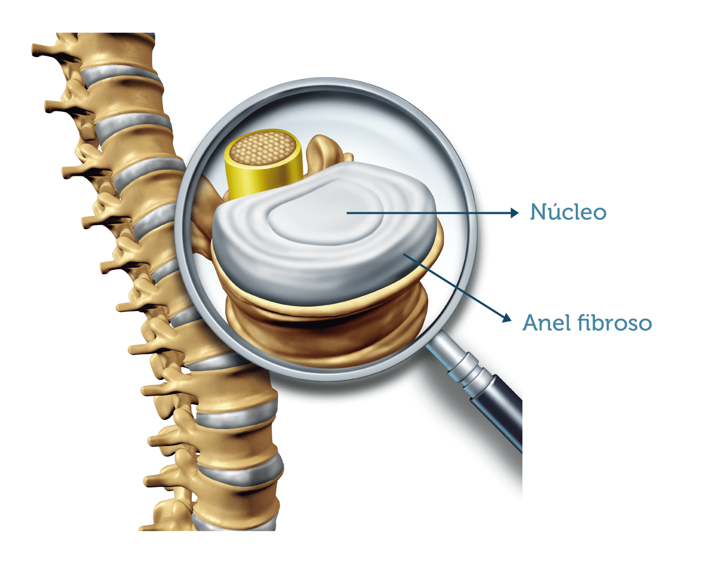 Noções de anatomofisiologia do aparelho locomotor