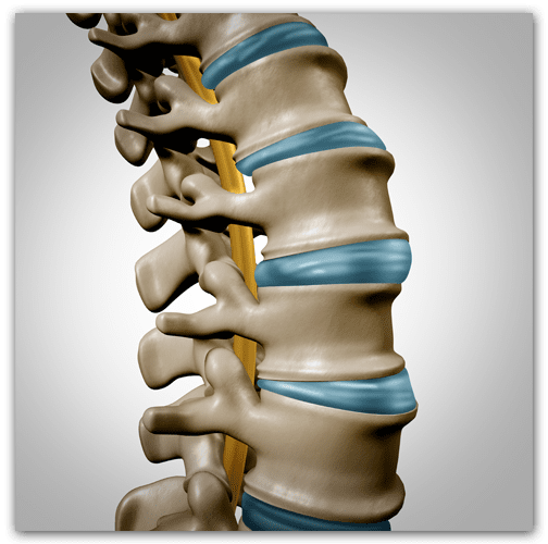 Noções de anatomofisiologia do aparelho locomotor