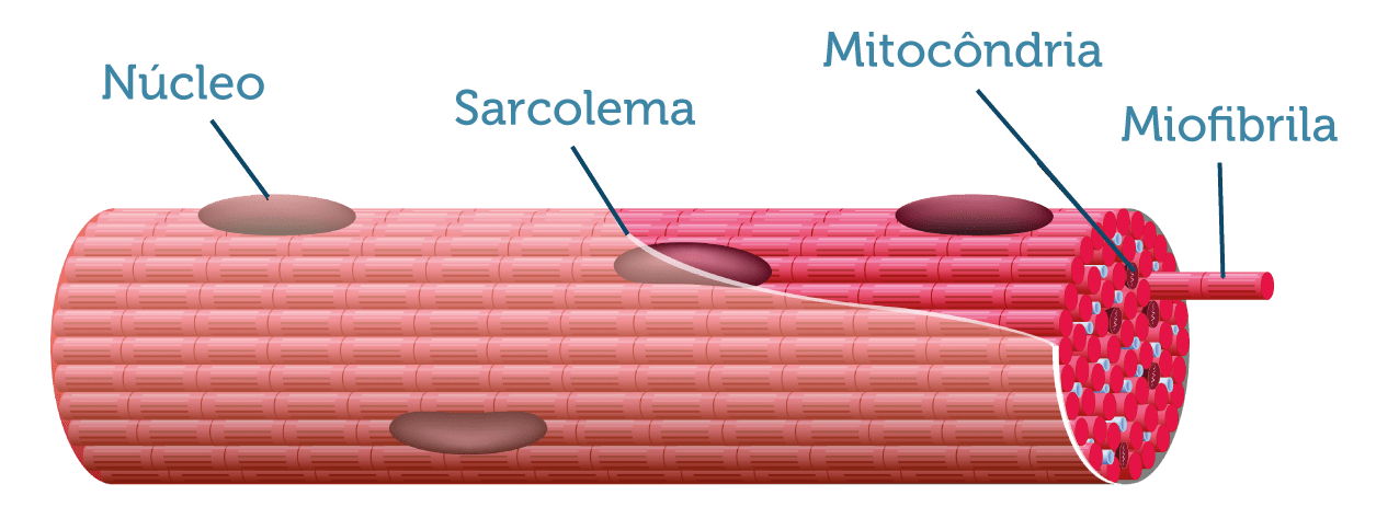 Noções de anatomofisiologia do aparelho locomotor
