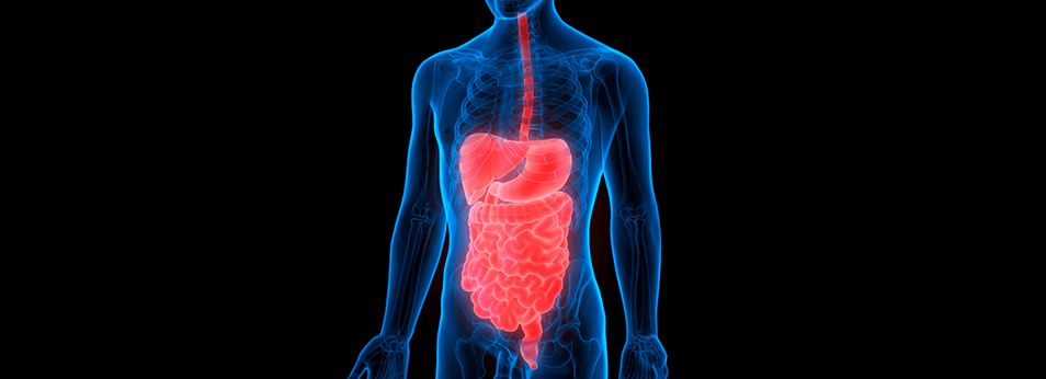 Noções gerais de Anatomofisiologia Humana