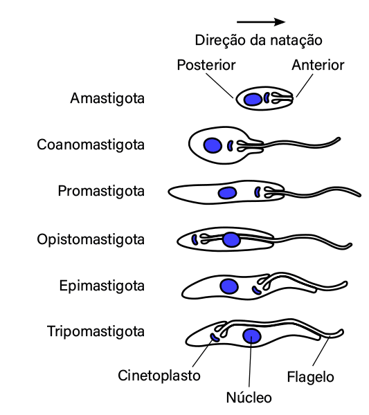 Protozoários teciduais de importância clínica