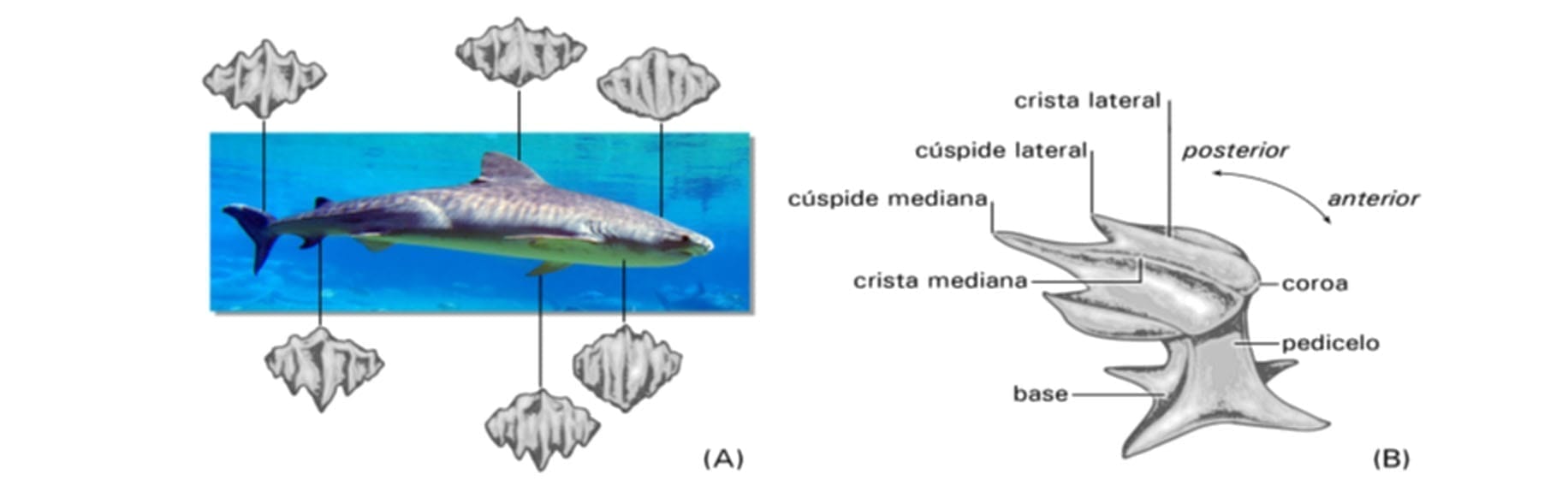 VERTEBRADOS NÃO AMNIOTAS