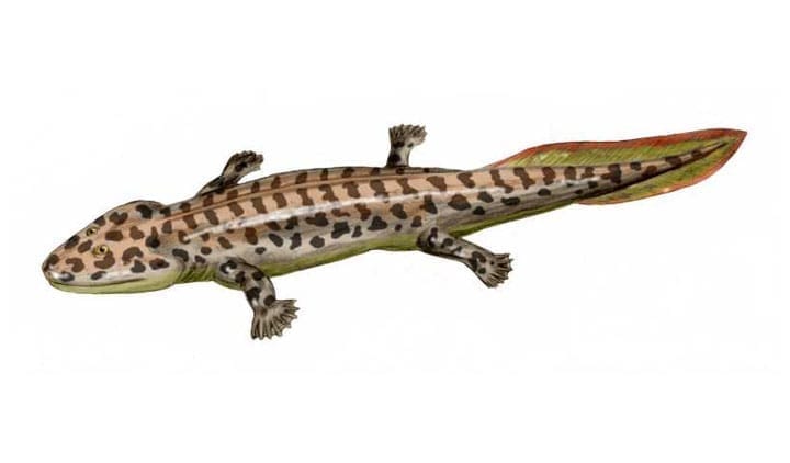 VERTEBRADOS NÃO AMNIOTAS